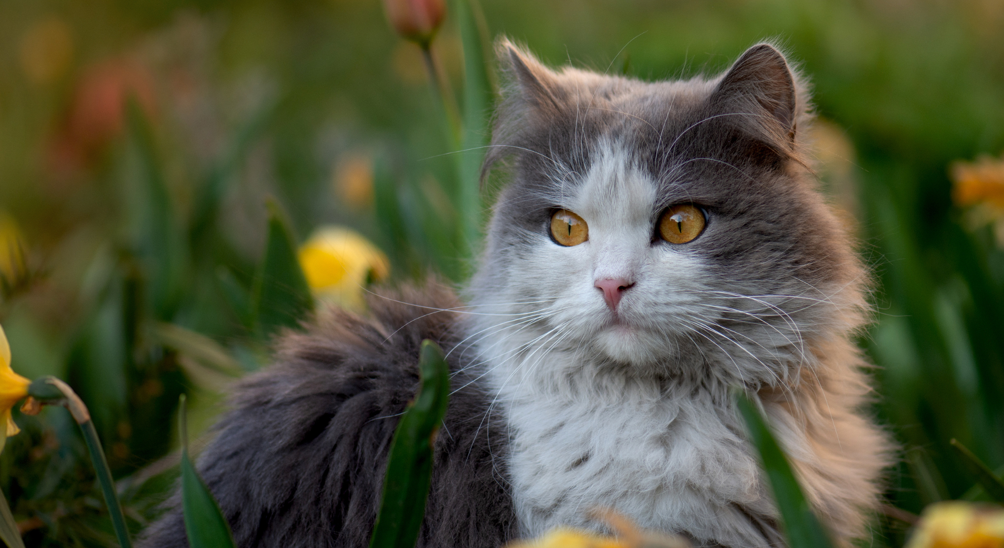 Pet Ear Cropping And Cosmetic Surgery In Milwaukie, OR 97222 ...